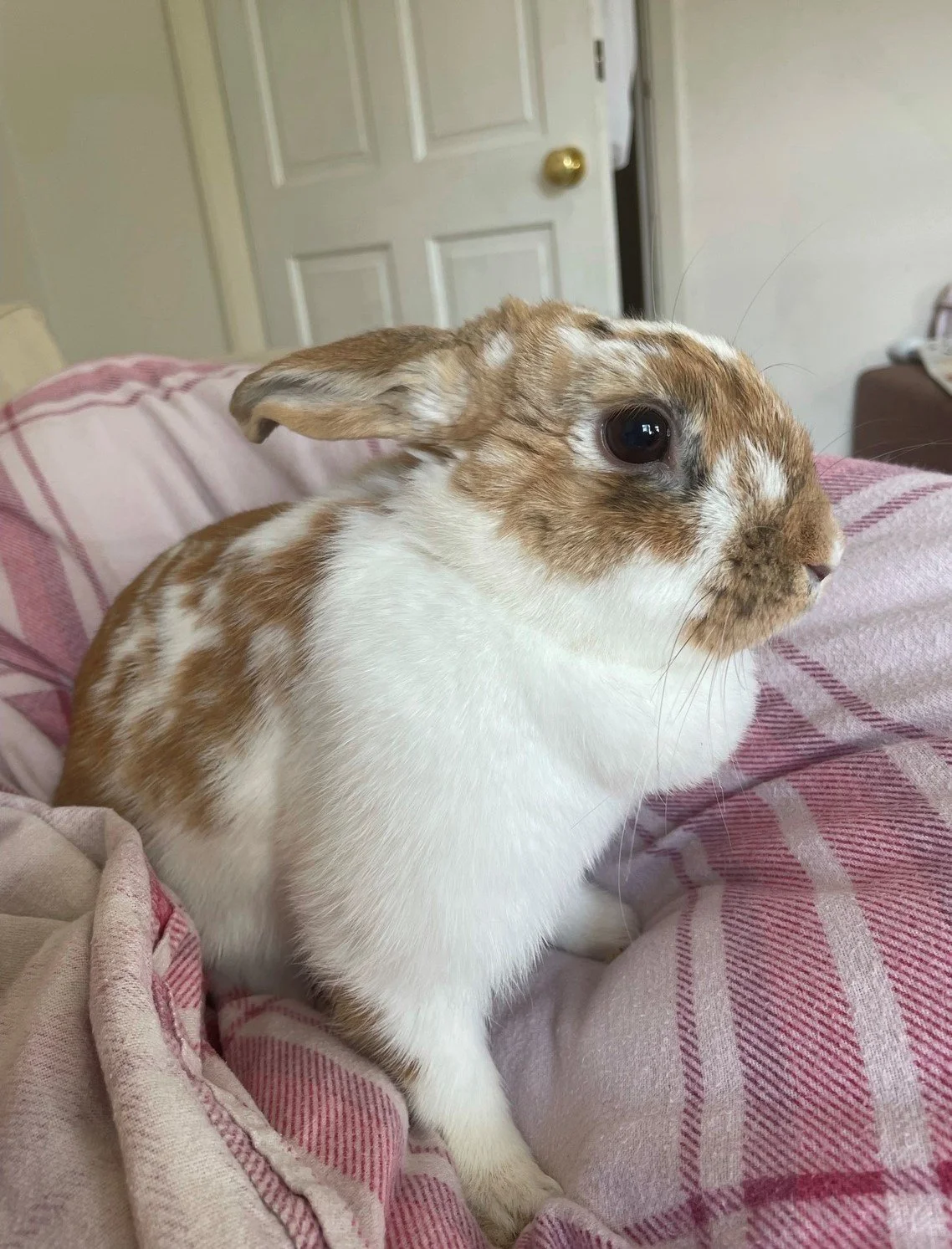 Quintessentially British Homeware, Dog Gifts And Babywear. All Made In ...