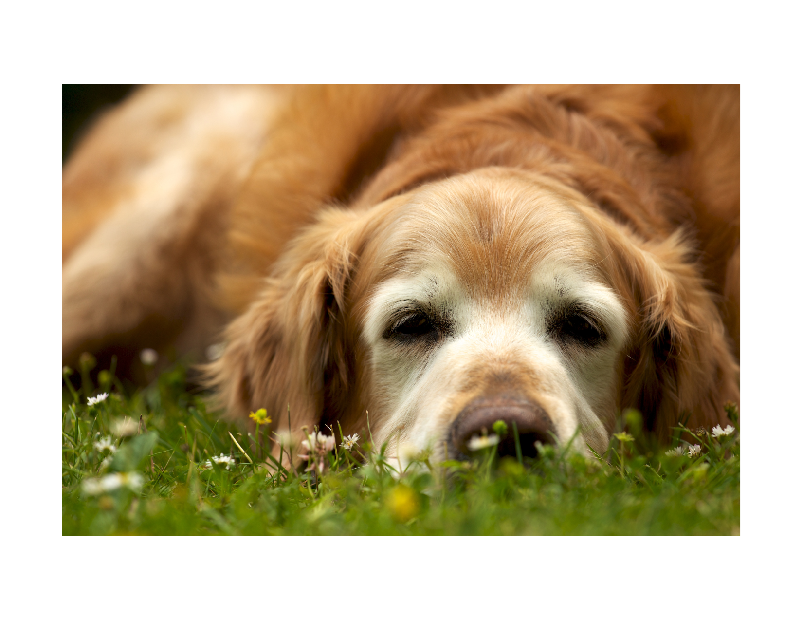 New Drug Makes Your Dog Live Longer — Boops & Floofs