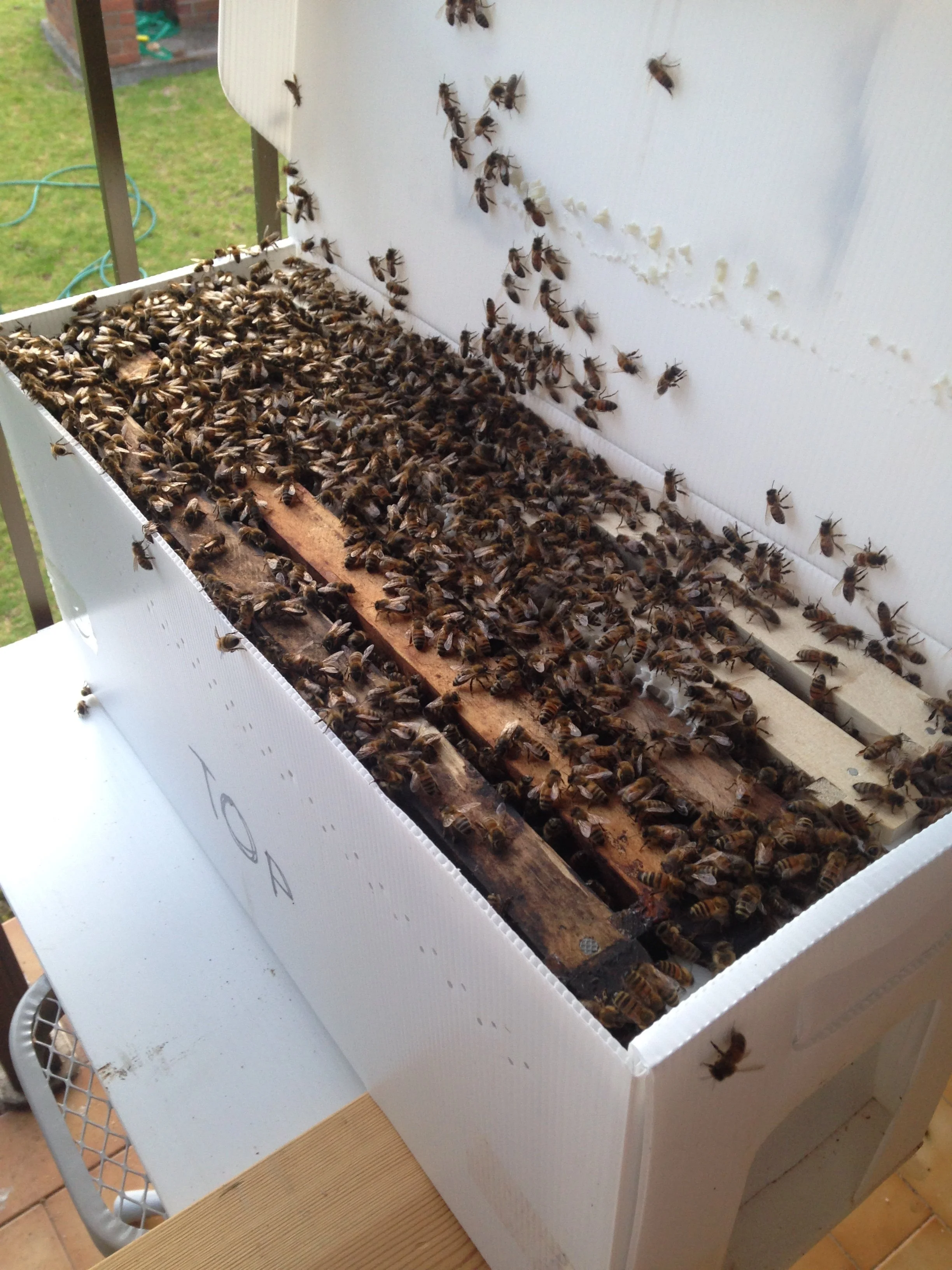 Bow River Bees