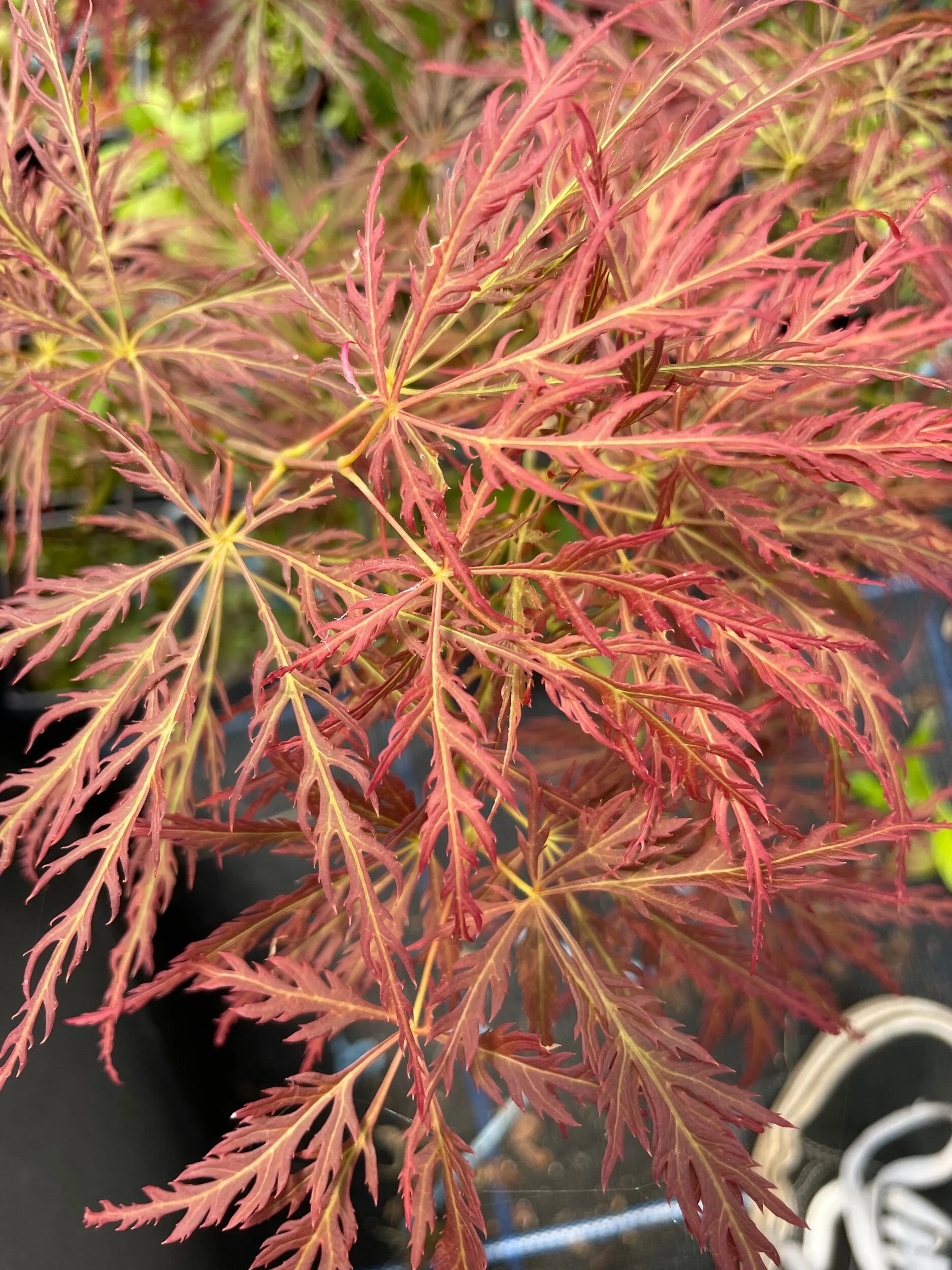 Store — Barthélemy & Co