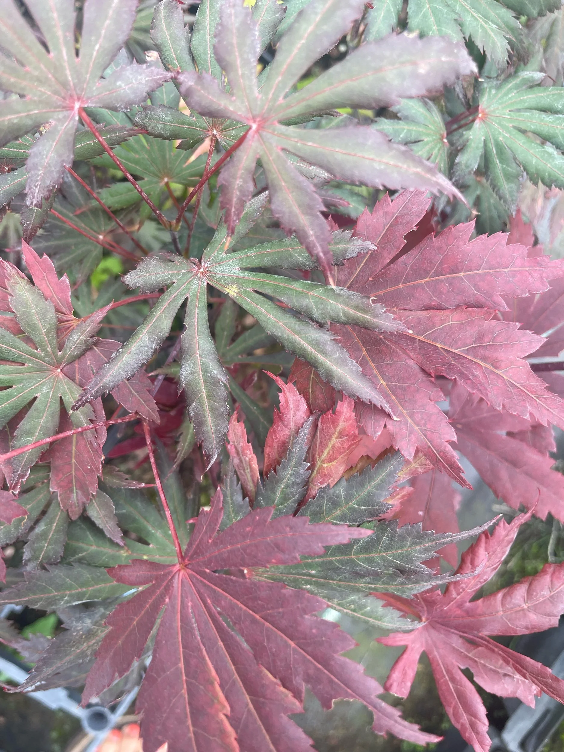 Store — Barthélemy & Co