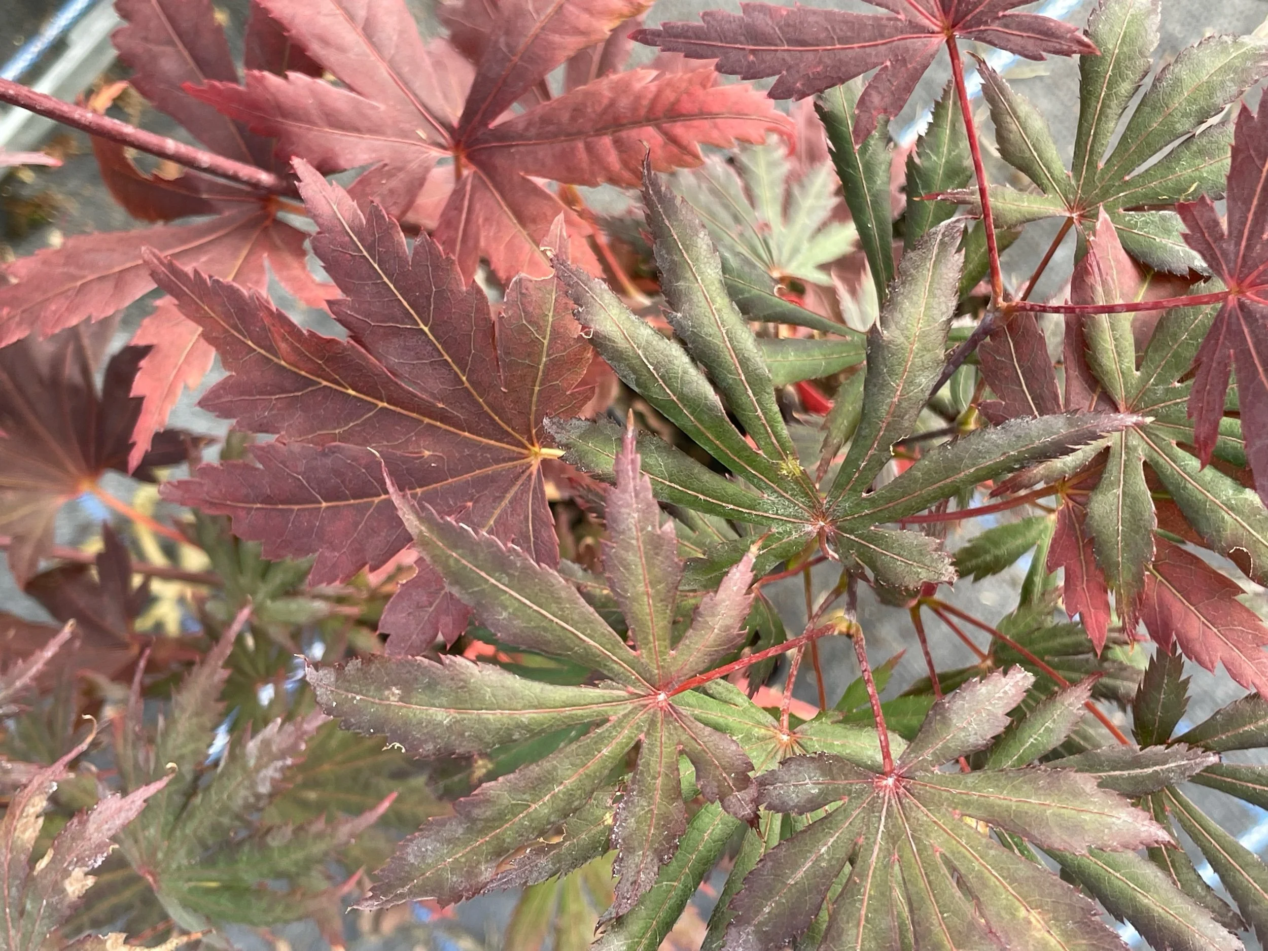 Store — Barthélemy & Co