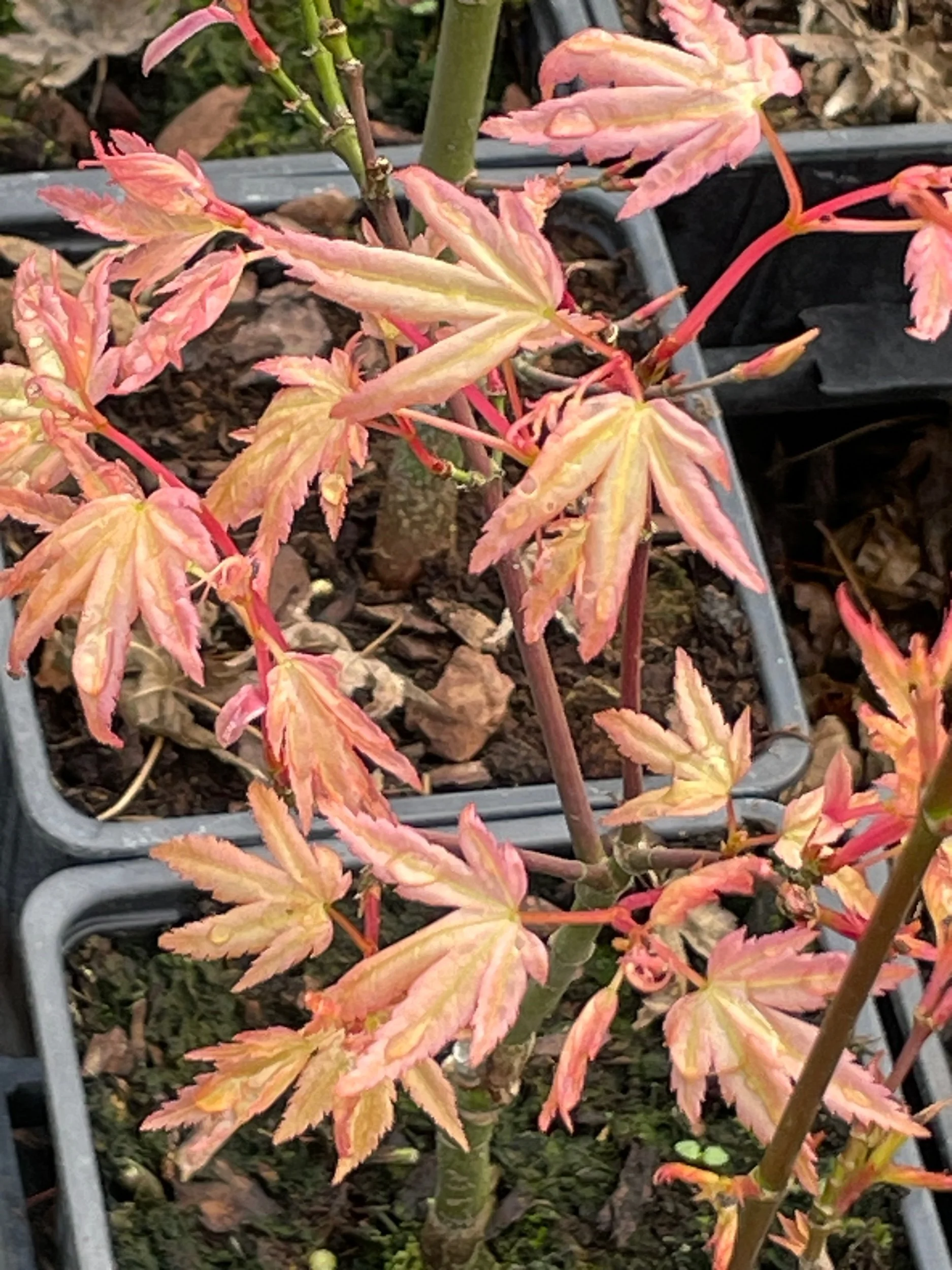 Store — Barthélemy & Co