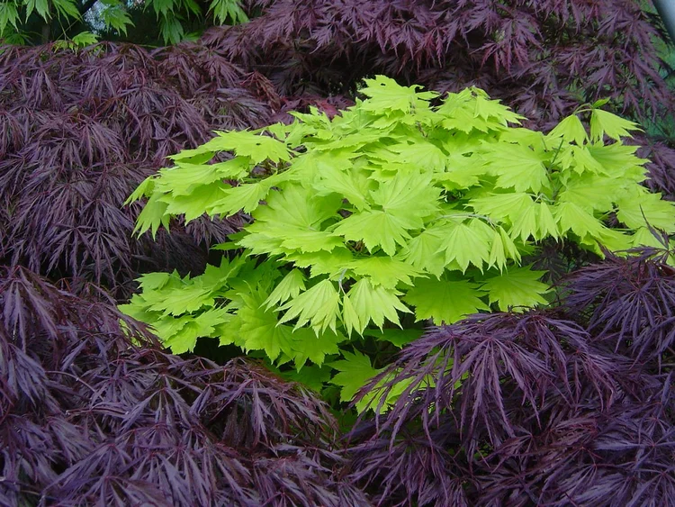 Barthelemy & Co - Japanese Maple Specialist Growers
