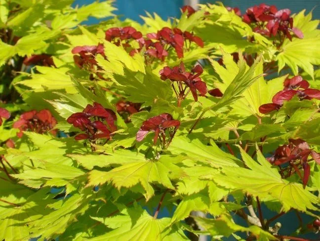 Barthelemy & Co - Japanese Maple Specialist Growers