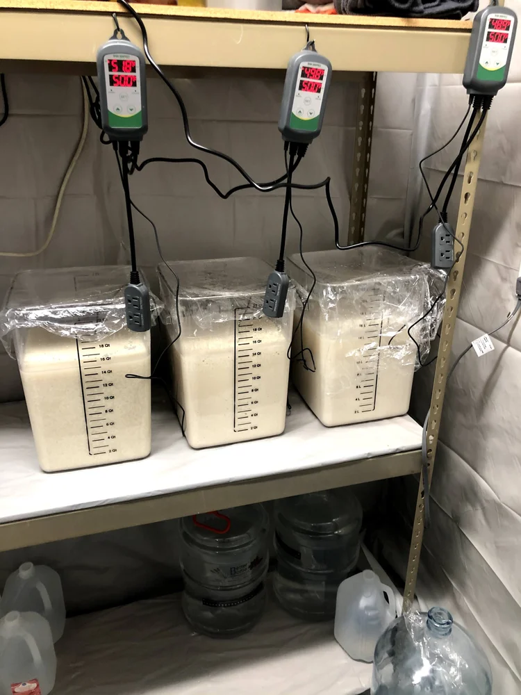 How To Brew Sake at Home – Sake Recipe — BrewSake.org