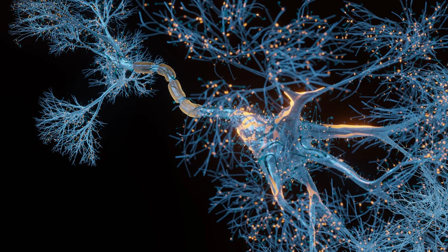 Curriculum — PiNBAC