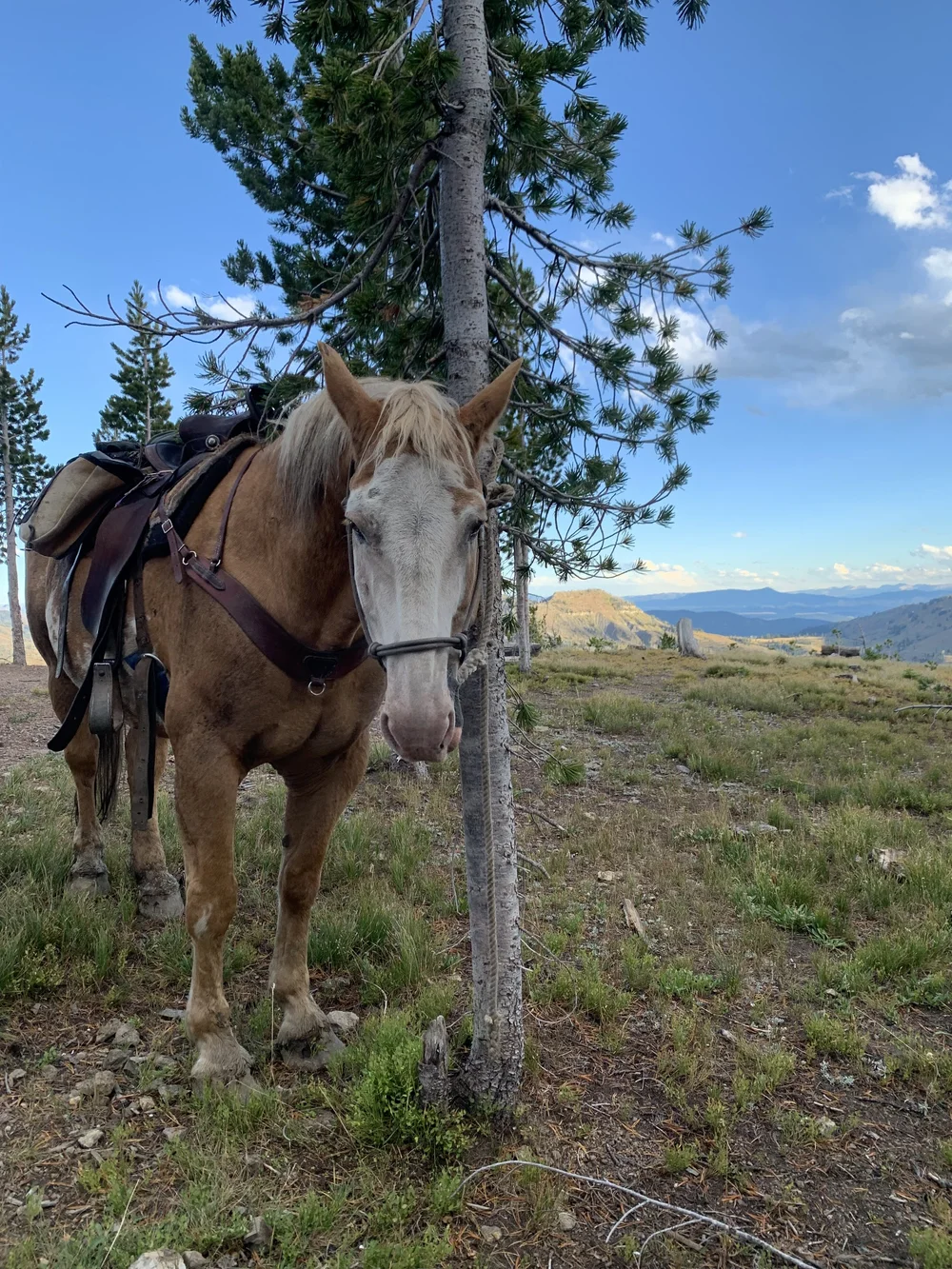 Trail Rides — Wilderness Trails Outfitters