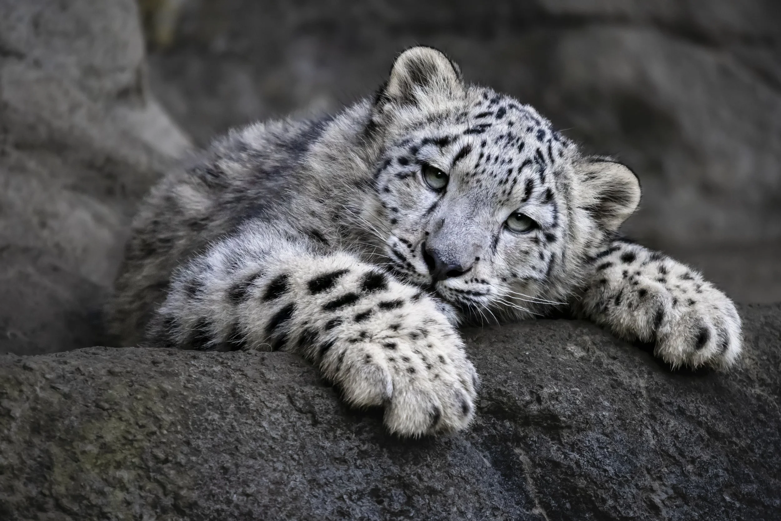 ANDREAS PRETALI PHOTOGRAPHY & FILM