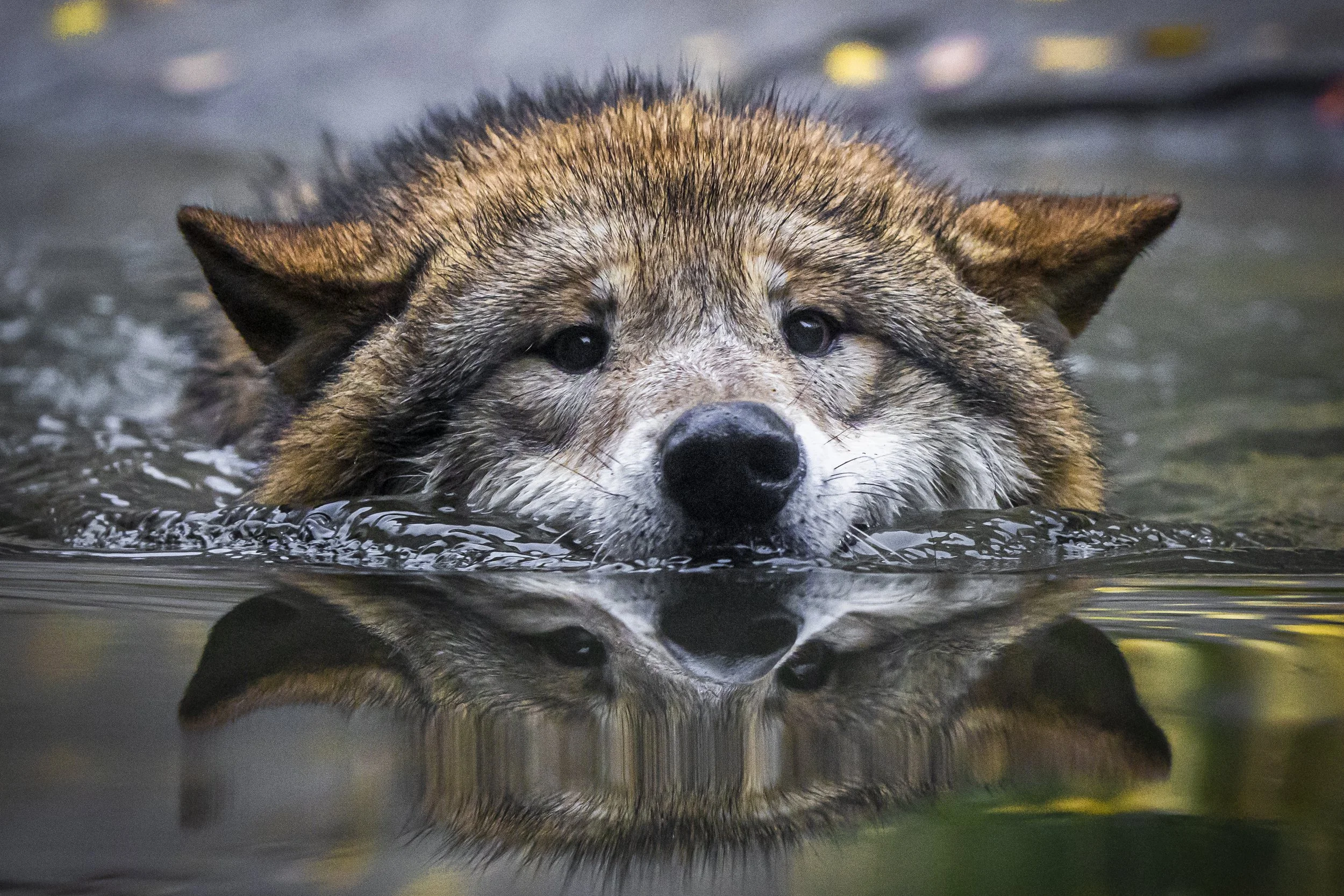 ANDREAS PRETALI PHOTOGRAPHY & FILM