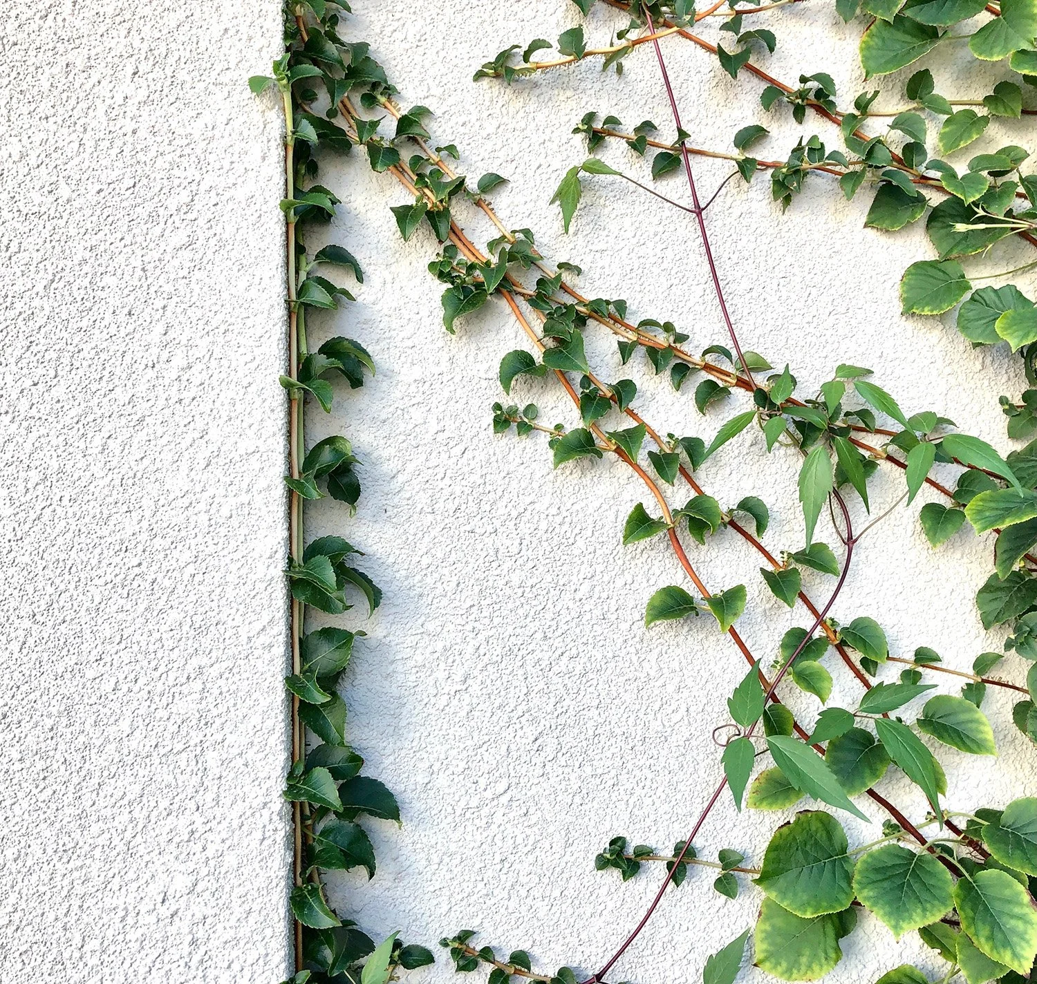 Ambitious Mothers Mastermind — Dr. Anne Welsh | Executive & Leadership ...