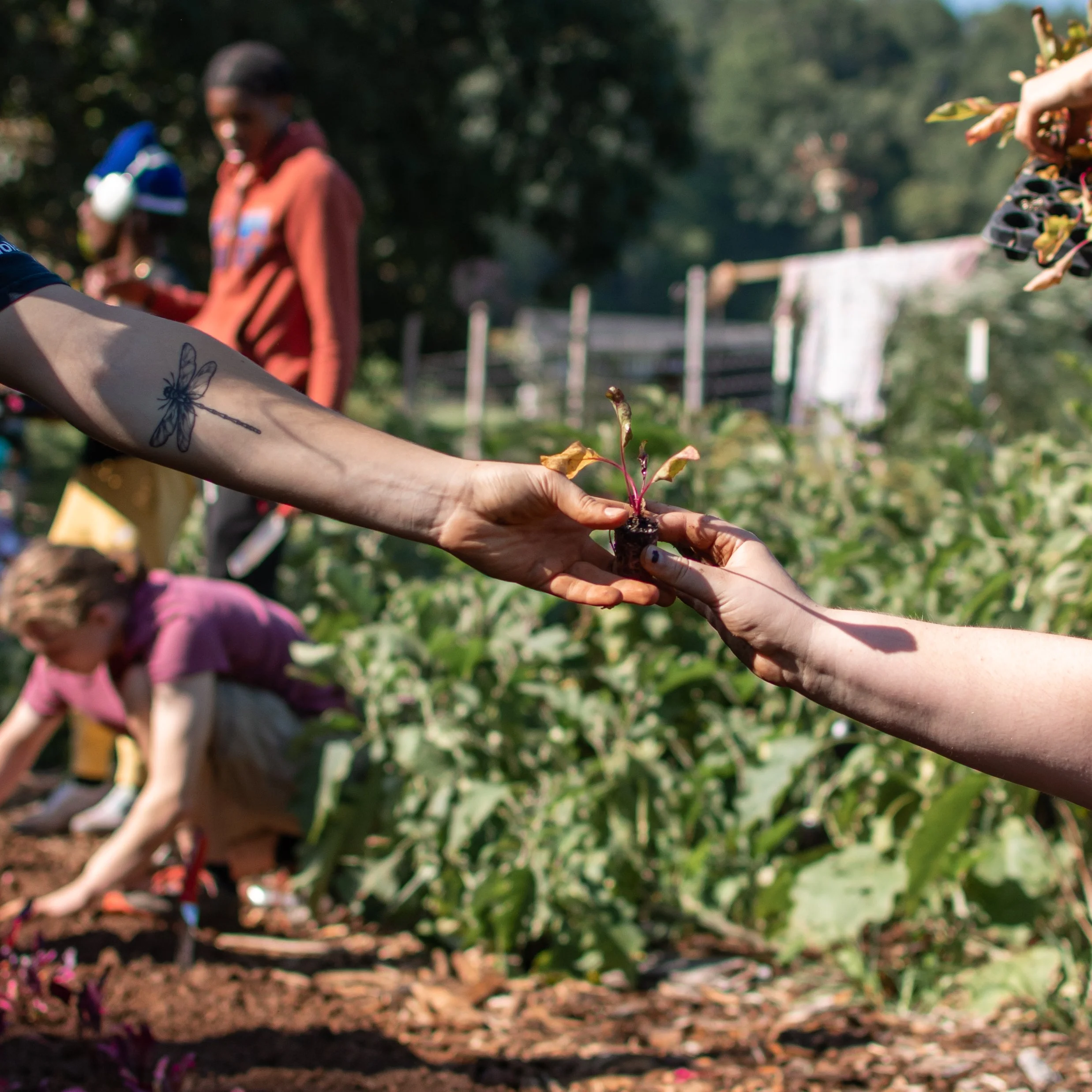 About 1 — Root Cause Farm