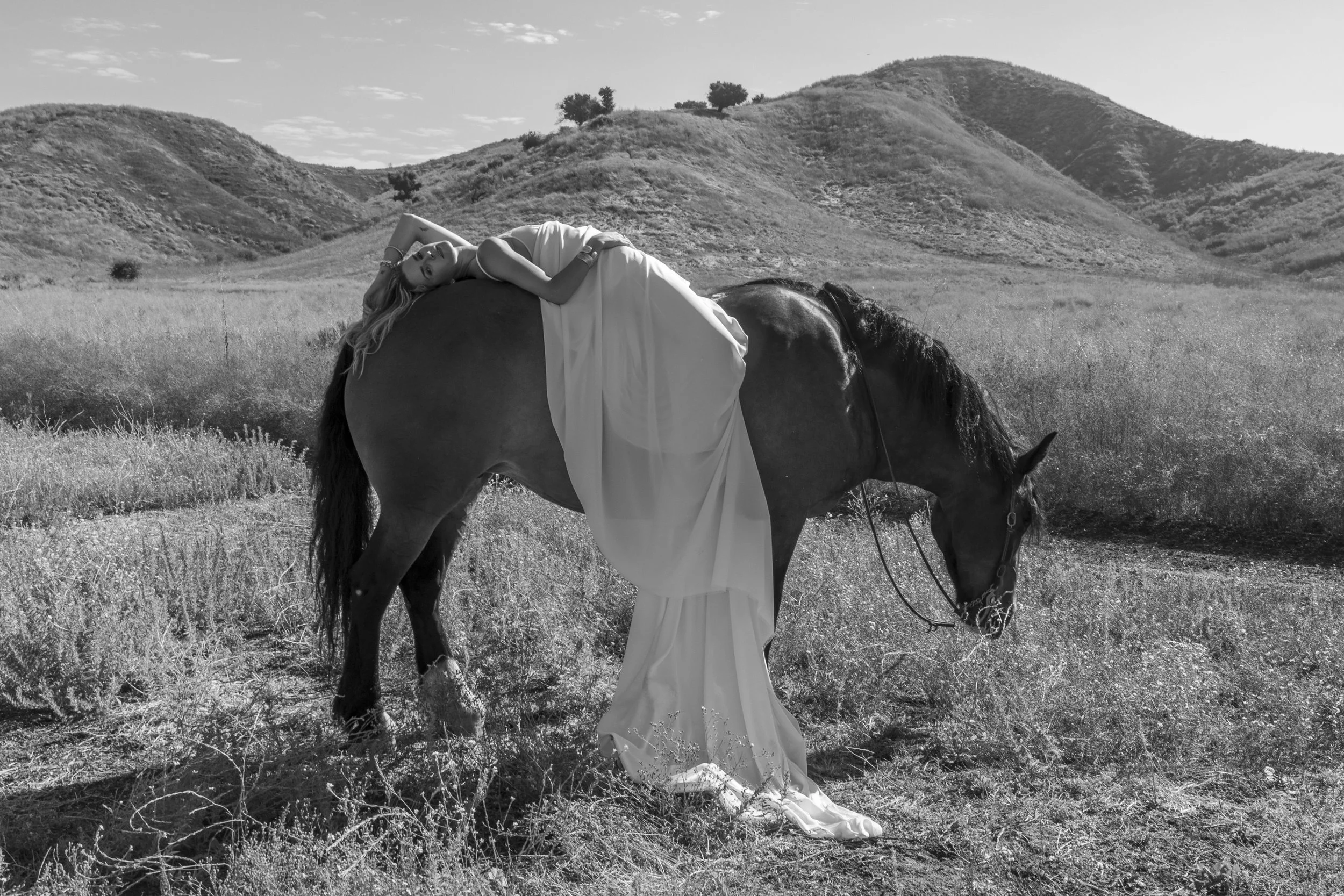 The Ascending Lark Photography