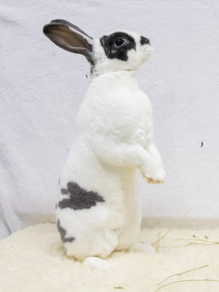 Advantages of Pen Living — San Diego House Rabbit Society