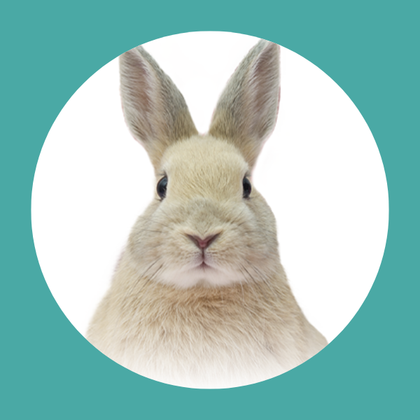 San Diego House Rabbit Society