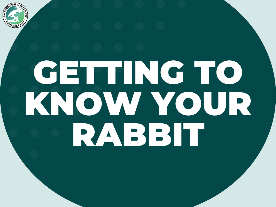 General Rabbit Care — San Diego House Rabbit Society