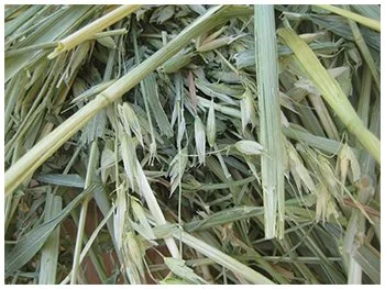 All About Hay — San Diego House Rabbit Society