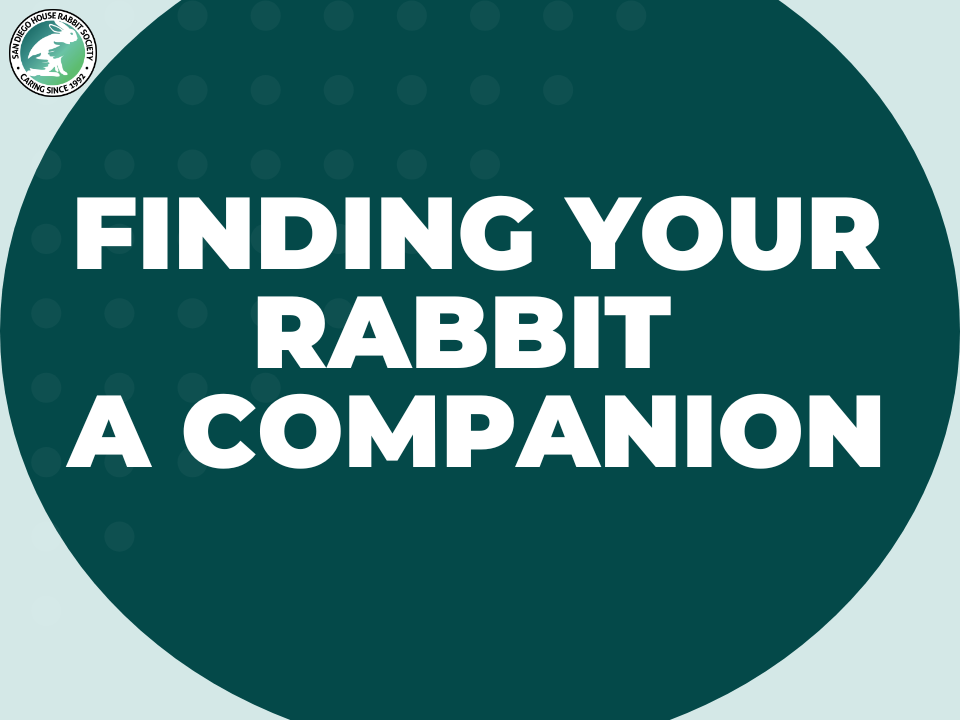 General Rabbit Care — San Diego House Rabbit Society