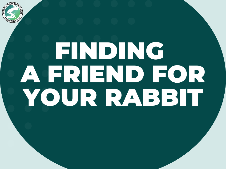 Adoption Process — San Diego House Rabbit Society