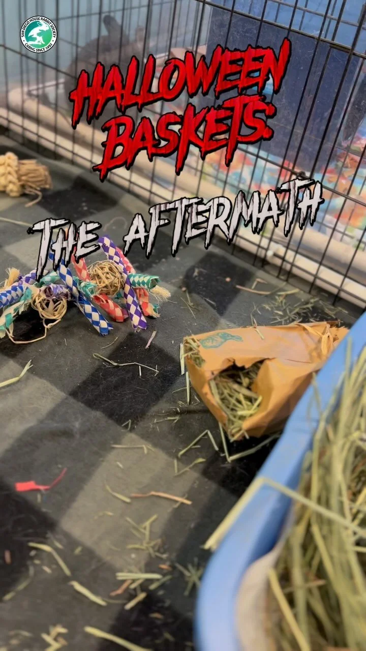 Bunny Proofing Your Home — San Diego House Rabbit Society