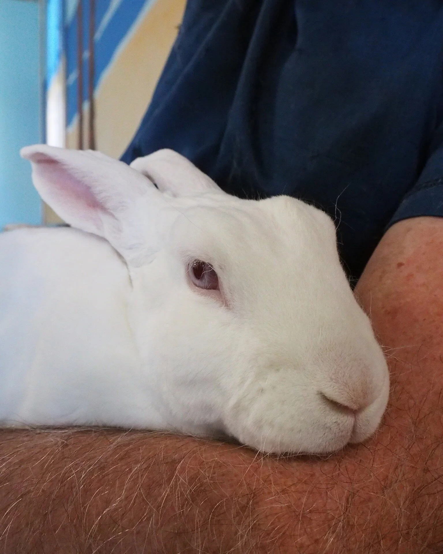 About Us - San Diego House Rabbit Society — San Diego House Rabbit Society