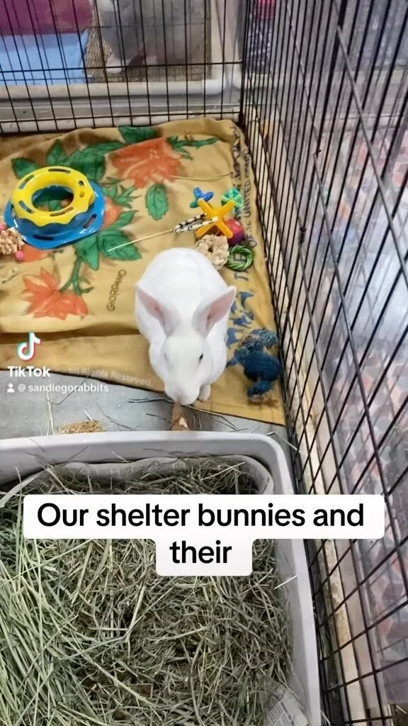 San Diego House Rabbit Society