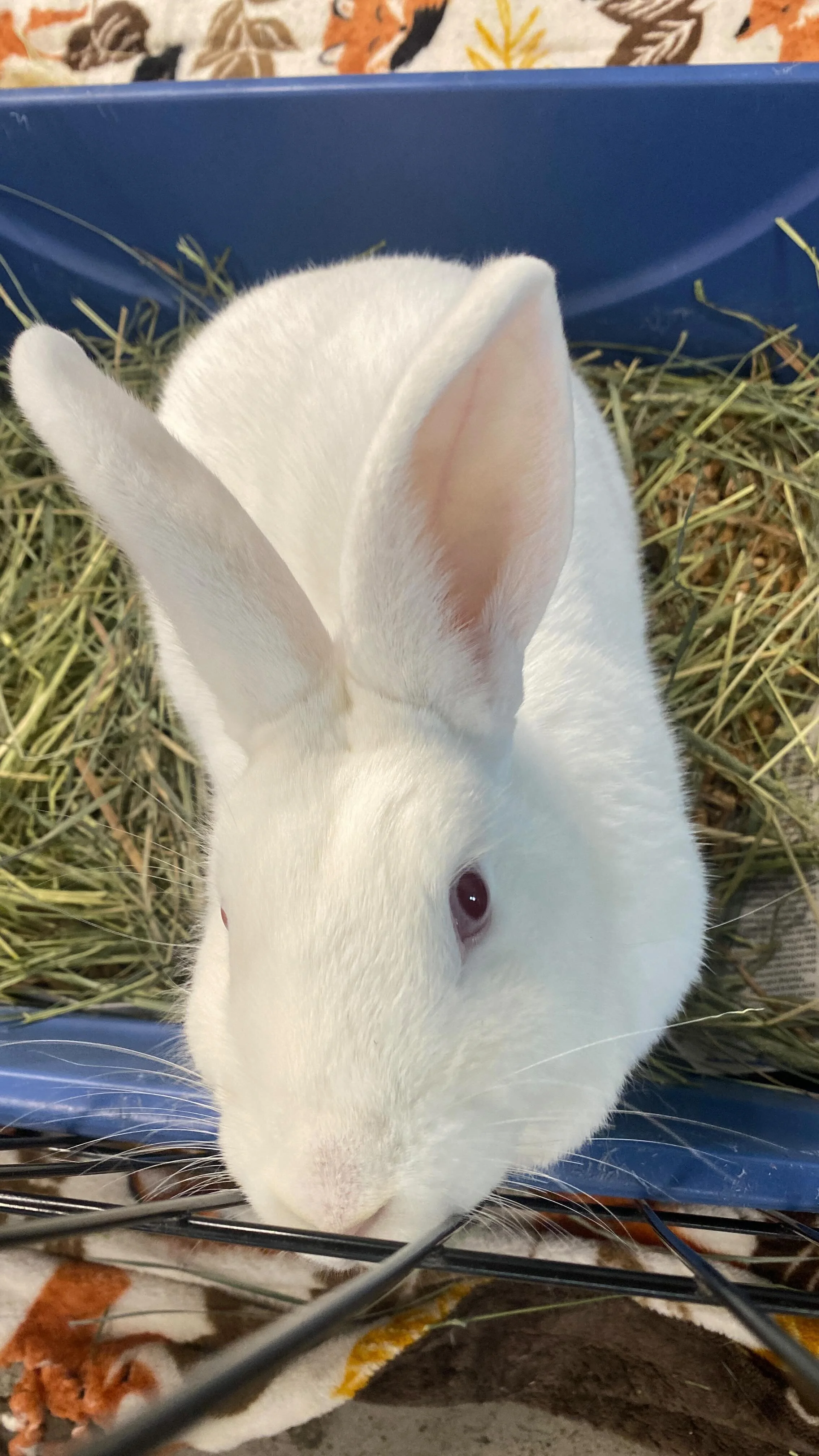 Boarding — San Diego House Rabbit Society