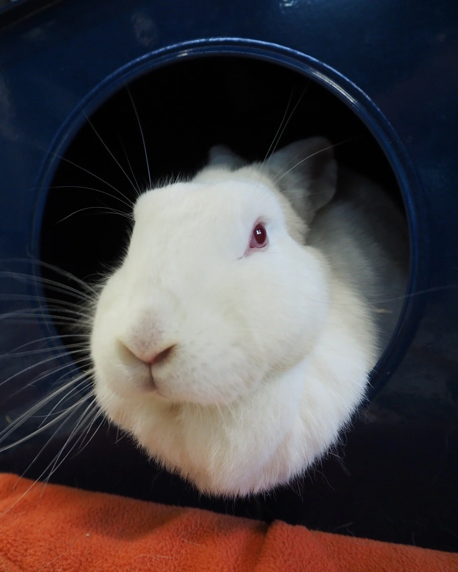 Boarding — San Diego House Rabbit Society