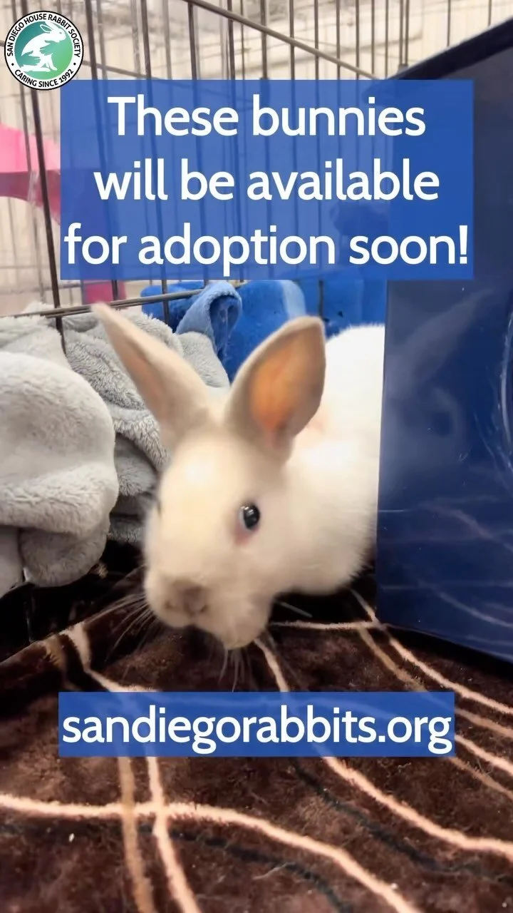 San Diego House Rabbit Society