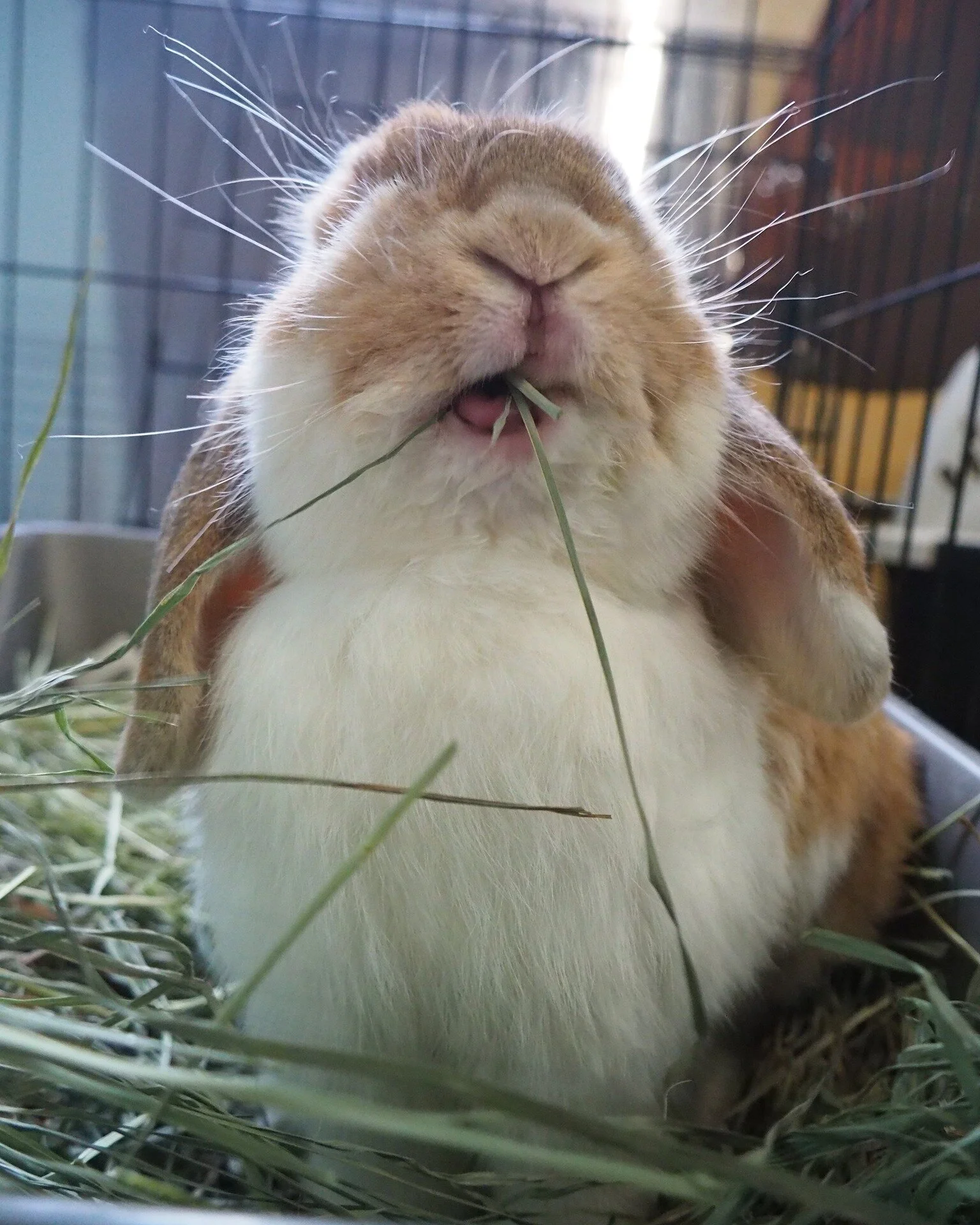 Flooring Tips — San Diego House Rabbit Society