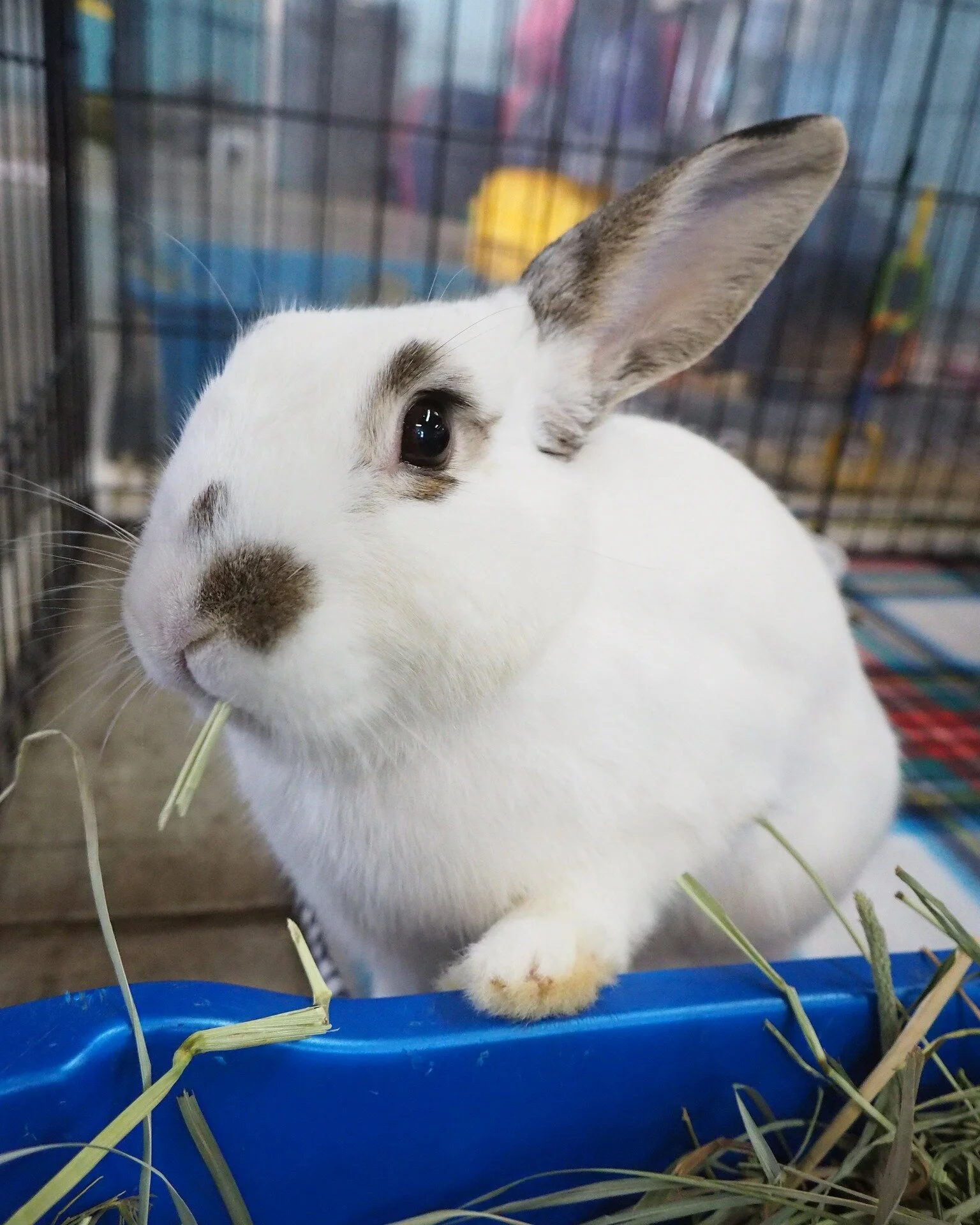 Rabbit Hemorrhagic Disease (RHDV) — San Diego House Rabbit Society