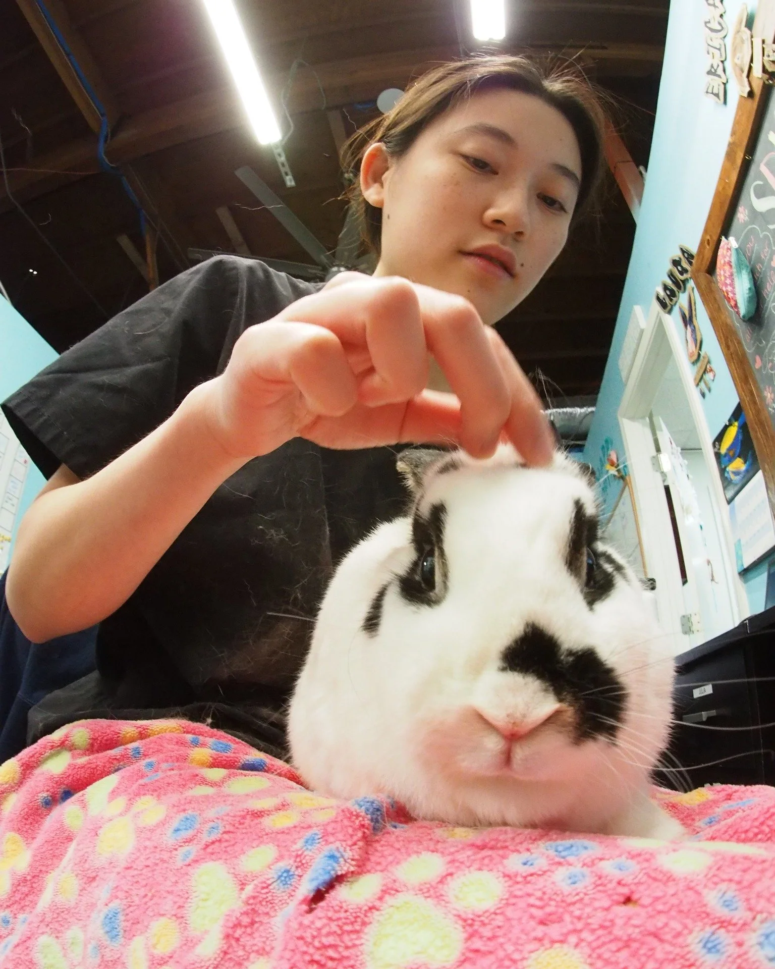 Rabbits Ready For Adoption — San Diego House Rabbit Society