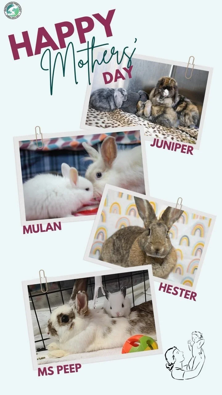 Boarding — San Diego House Rabbit Society