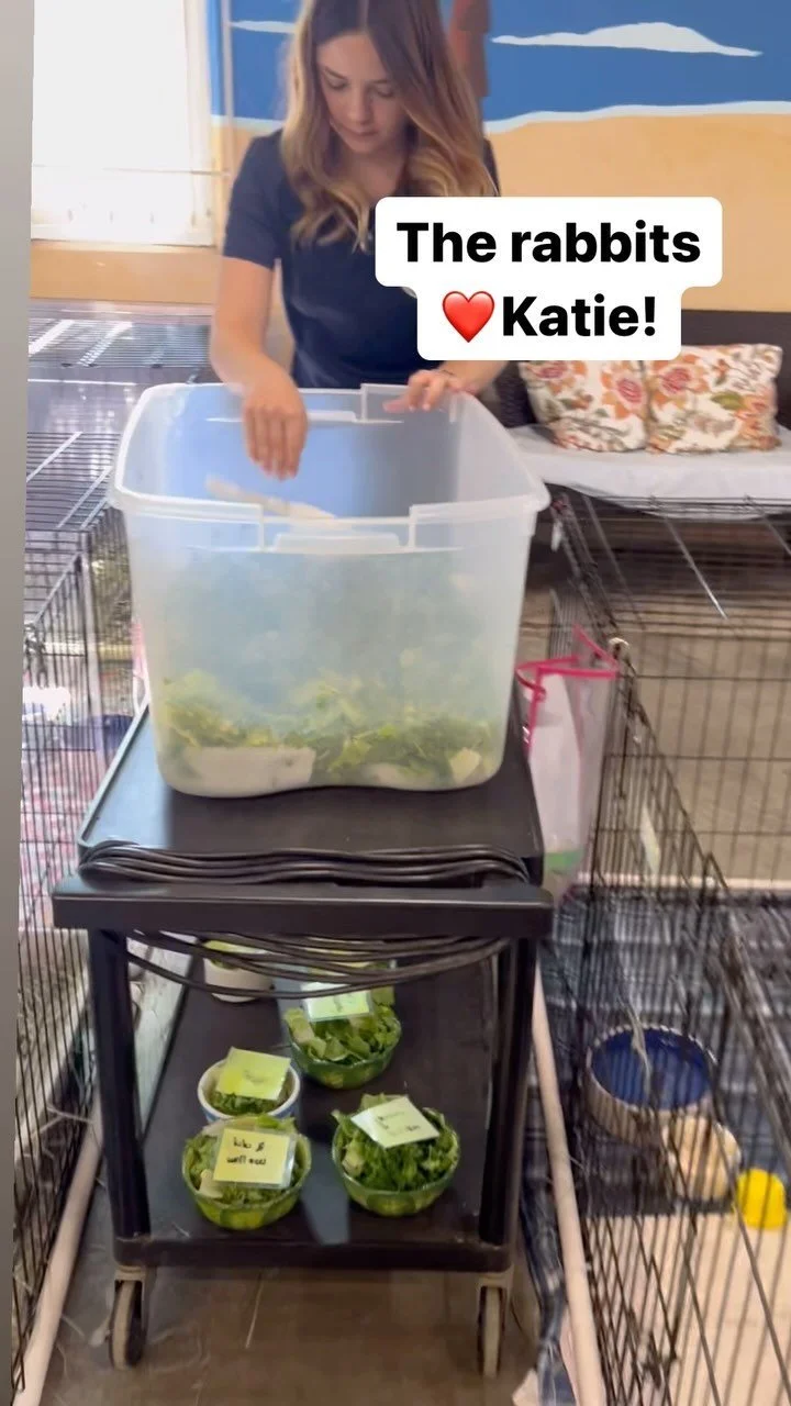 Boarding — San Diego House Rabbit Society