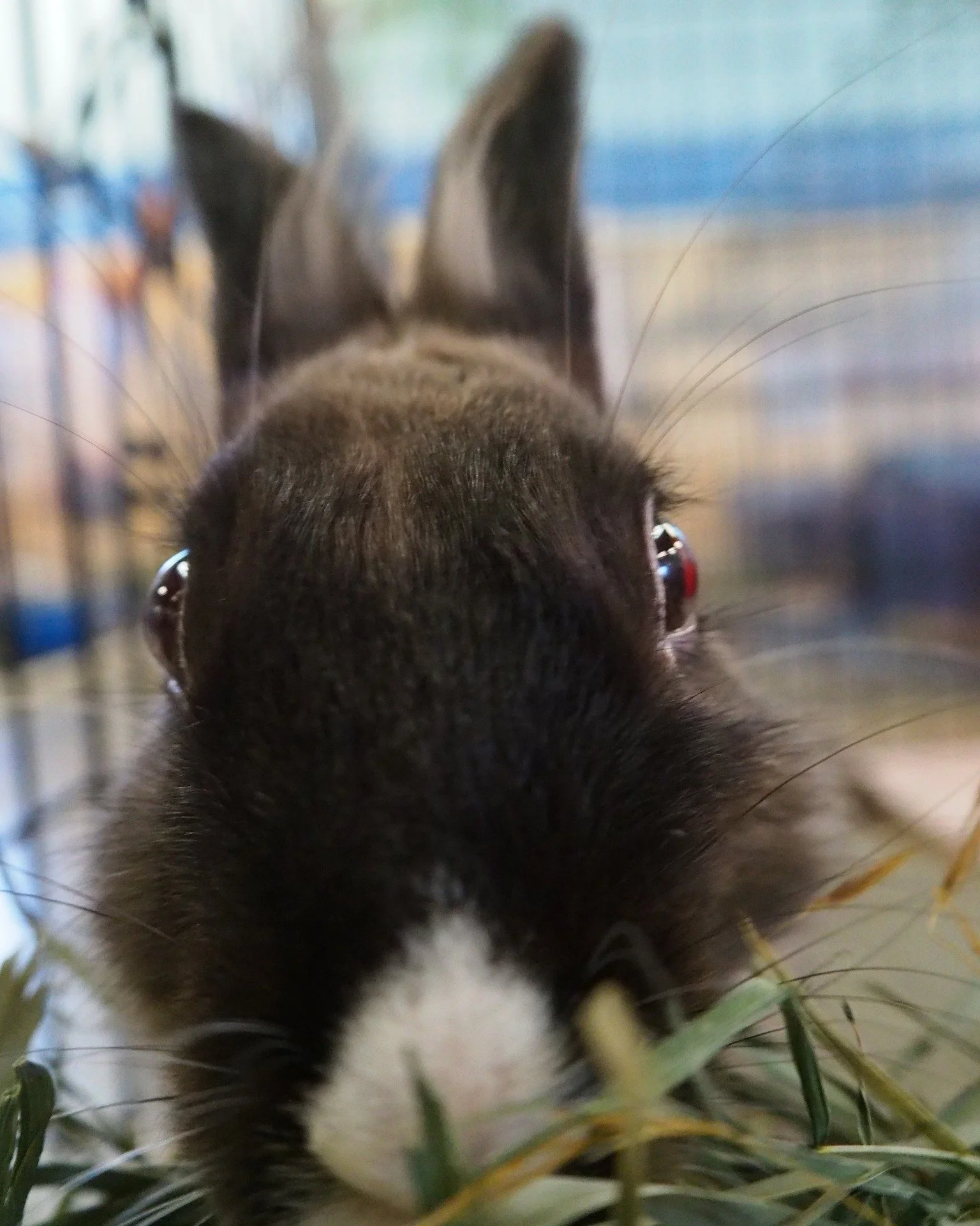 Boarding — San Diego House Rabbit Society