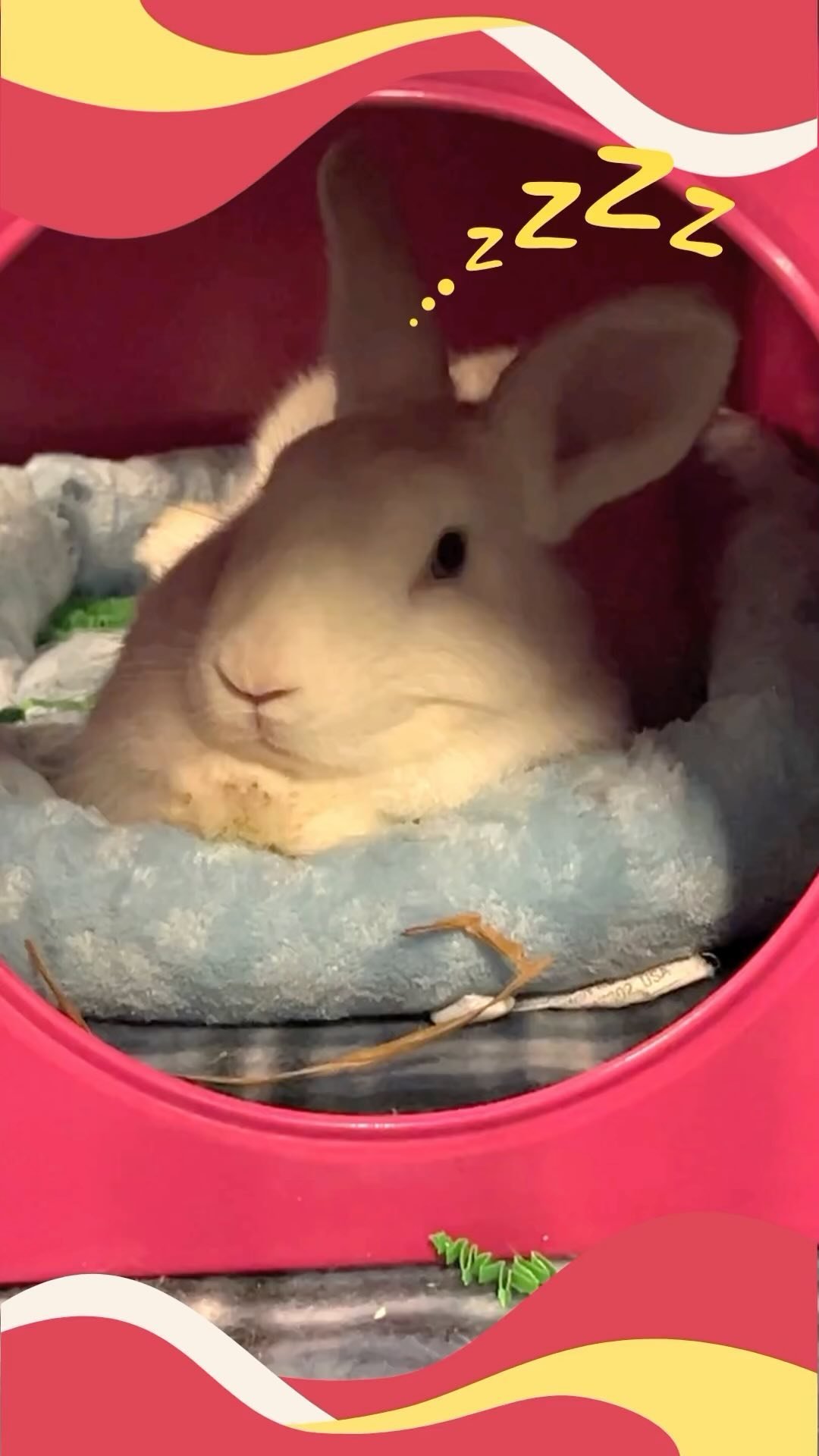 Rabbits Ready For Adoption — San Diego House Rabbit Society