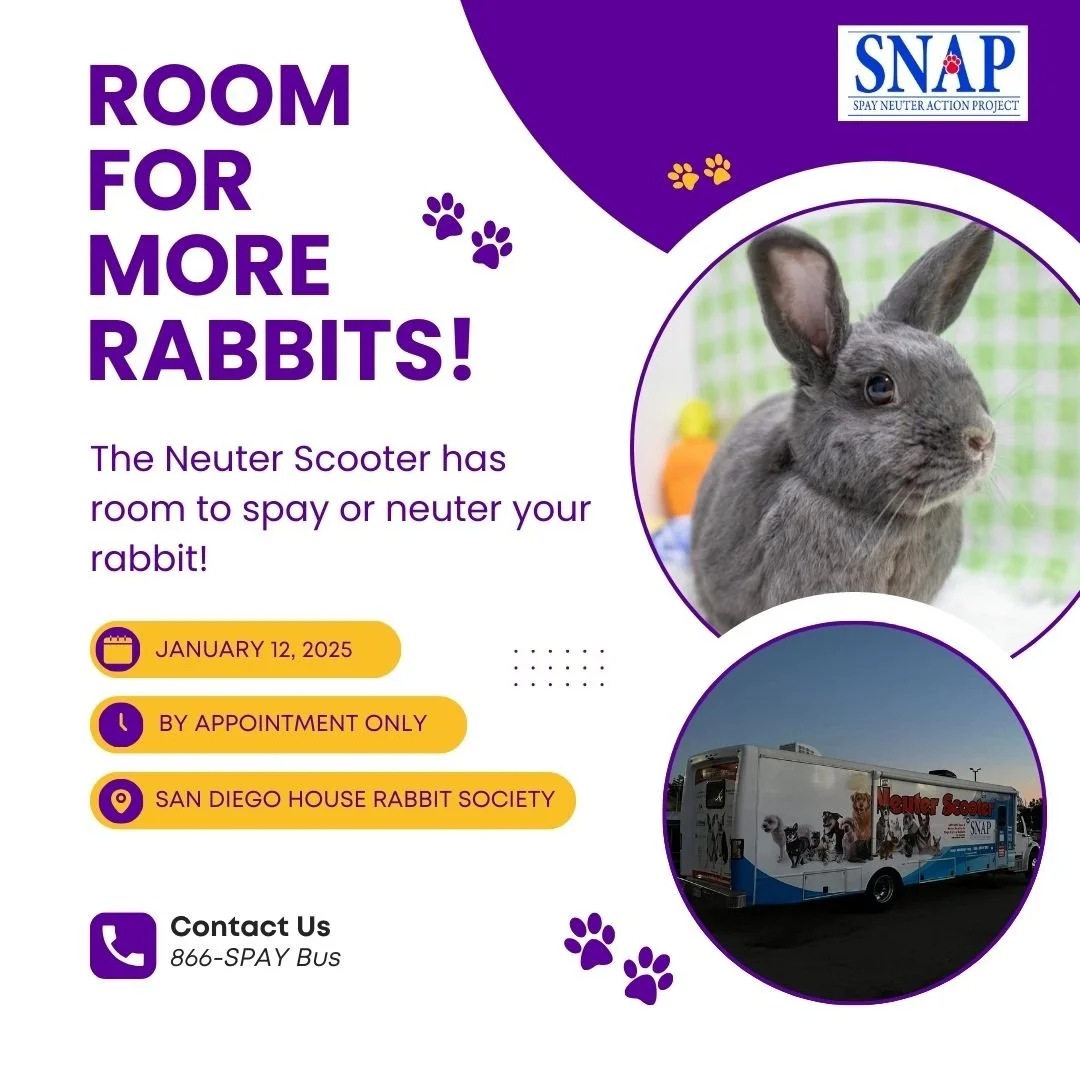 Rabbits Ready For Adoption — San Diego House Rabbit Society