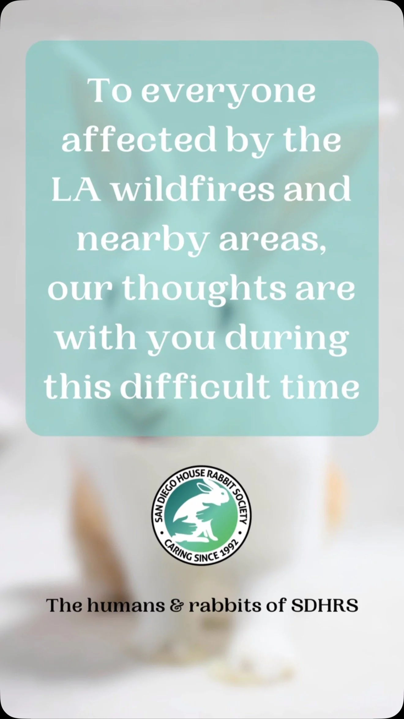 Rabbits Ready For Adoption — San Diego House Rabbit Society