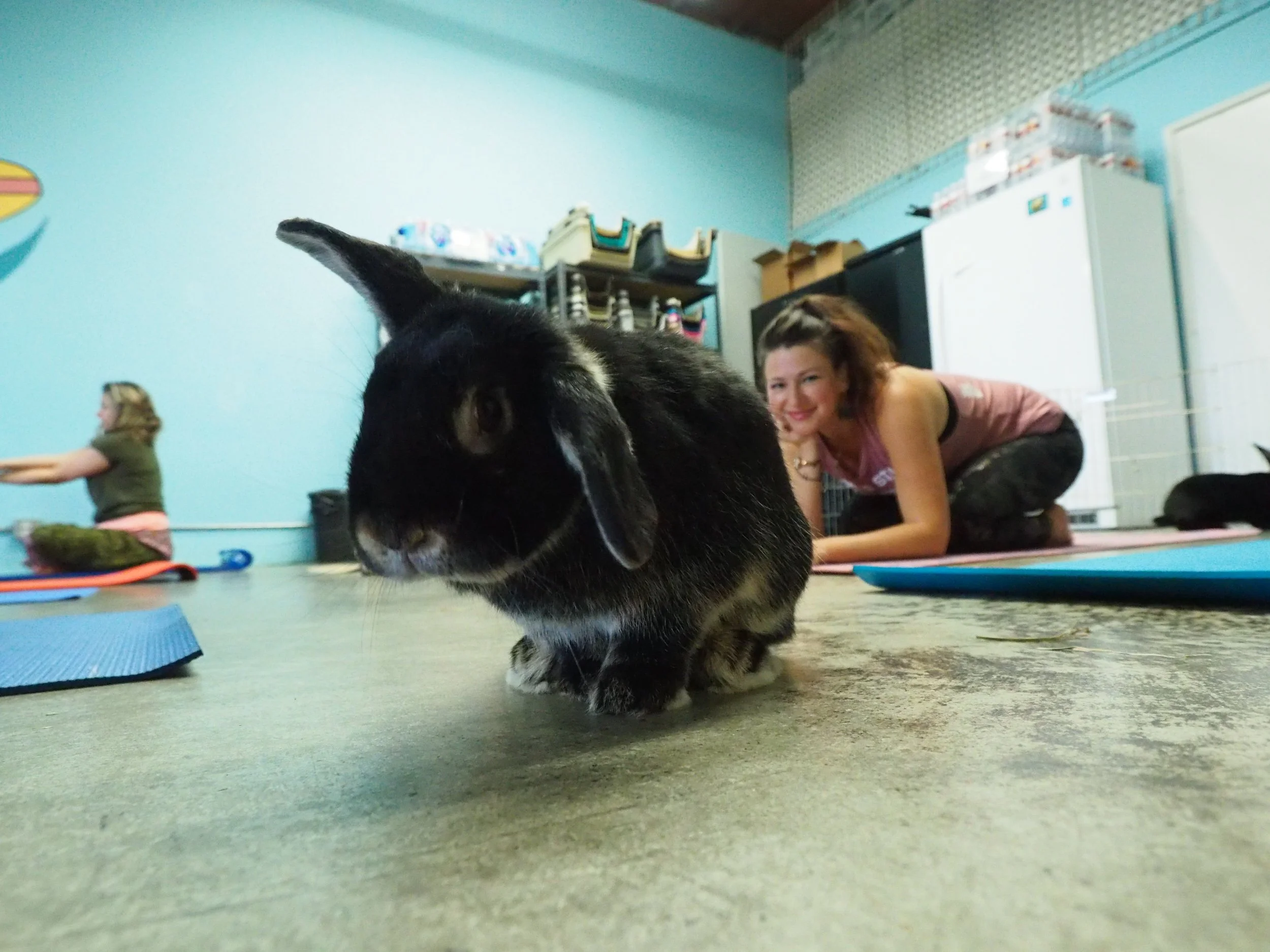 San Diego House Rabbit Society