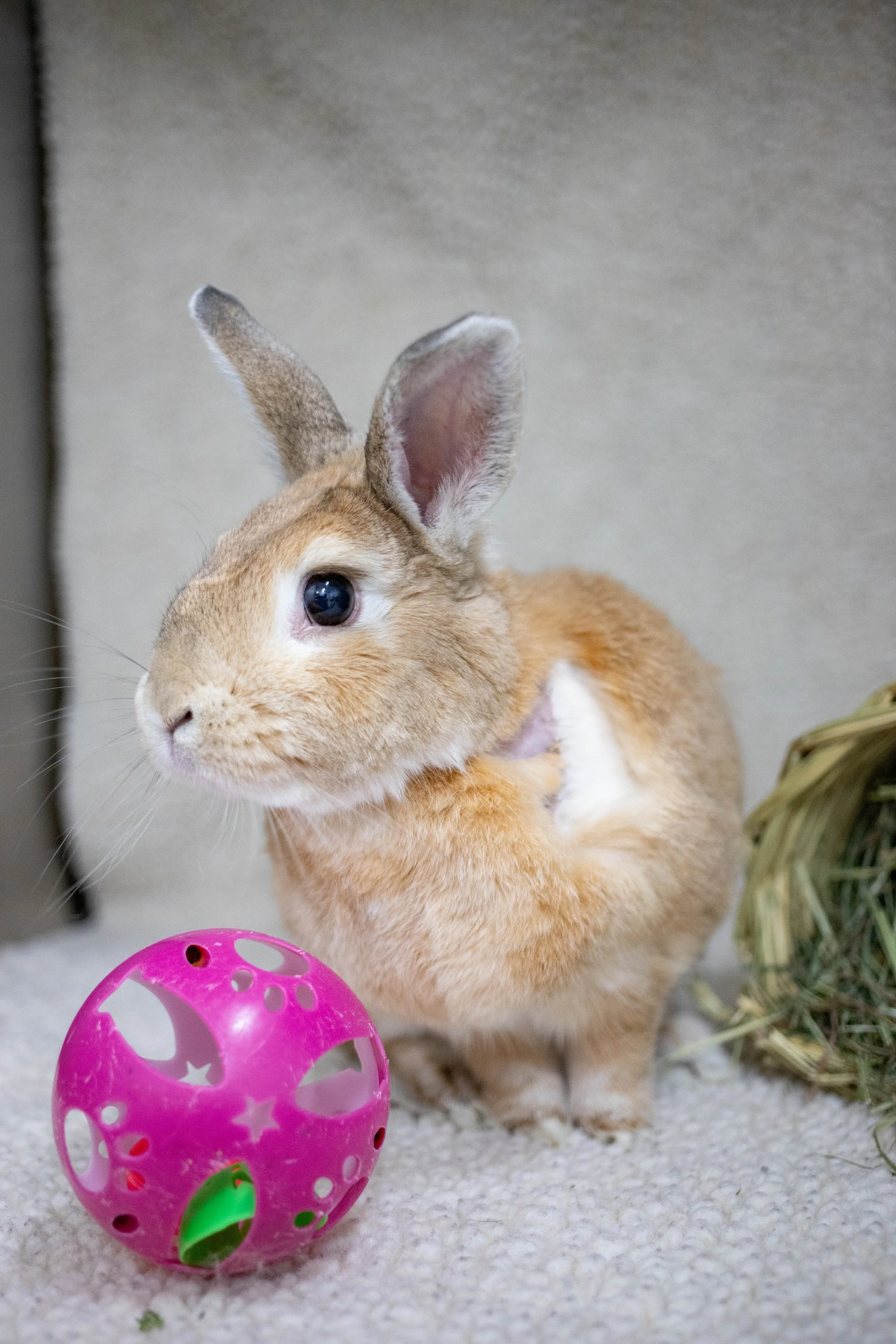 San Diego House Rabbit Society
