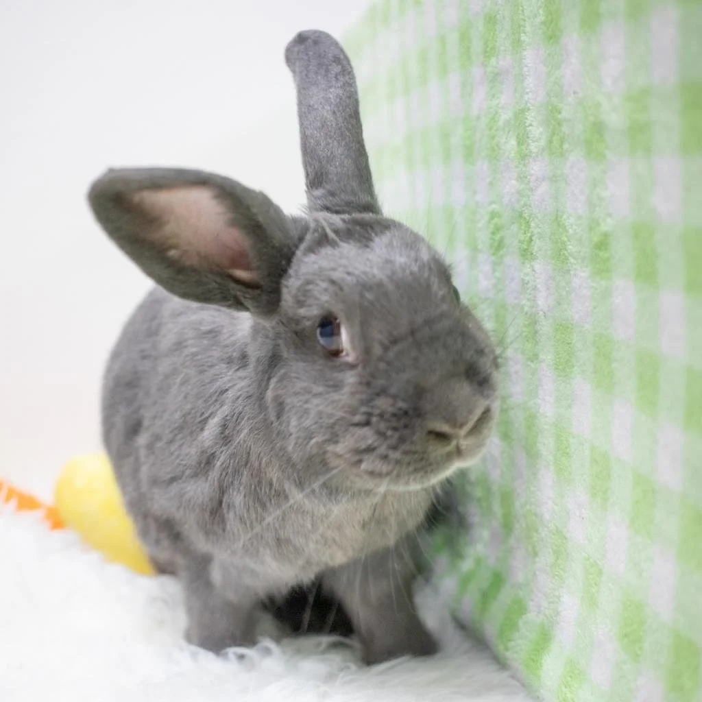 San Diego House Rabbit Society