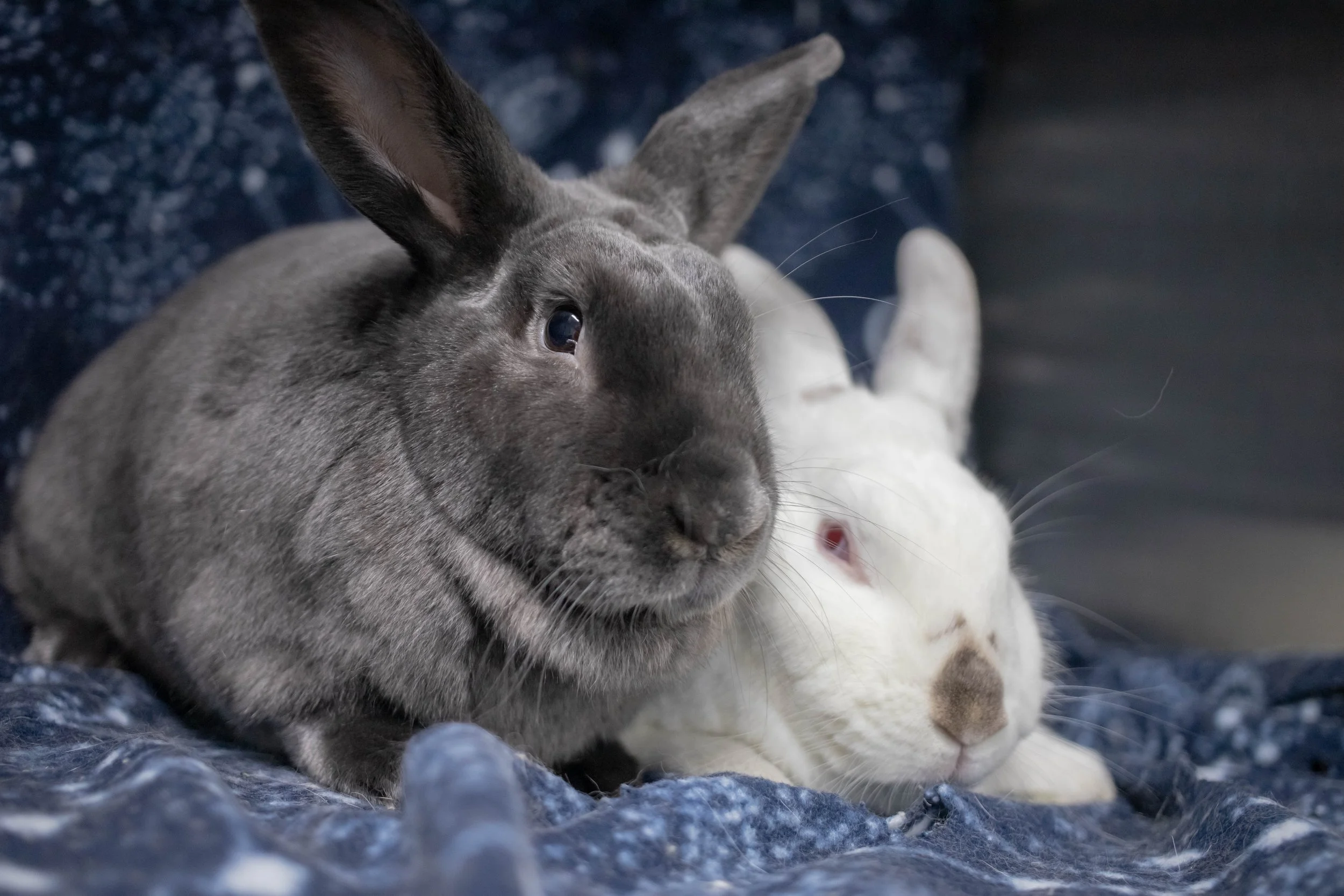San Diego House Rabbit Society