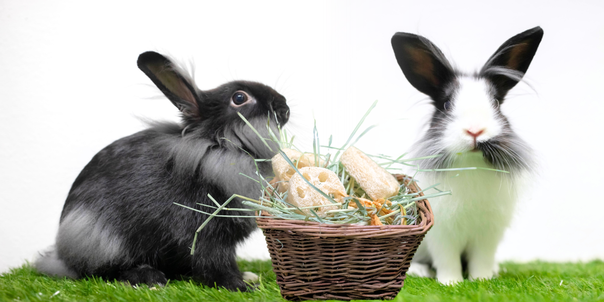 San Diego House Rabbit Society