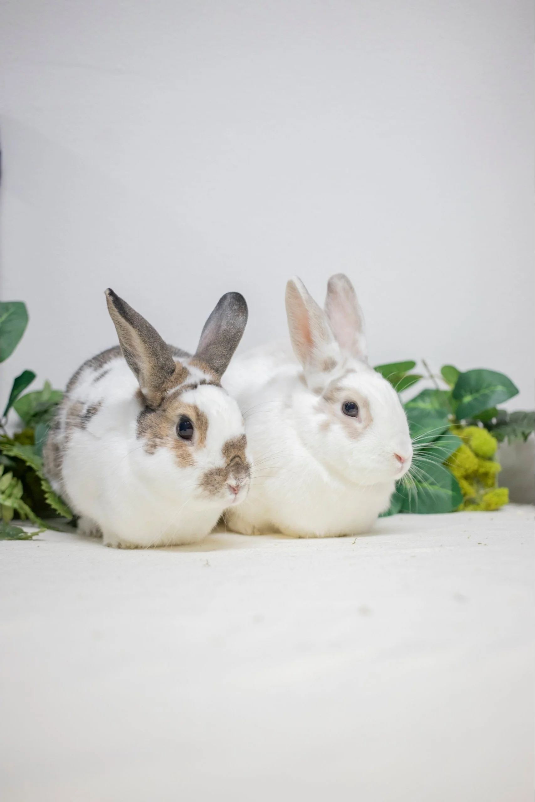 San Diego House Rabbit Society