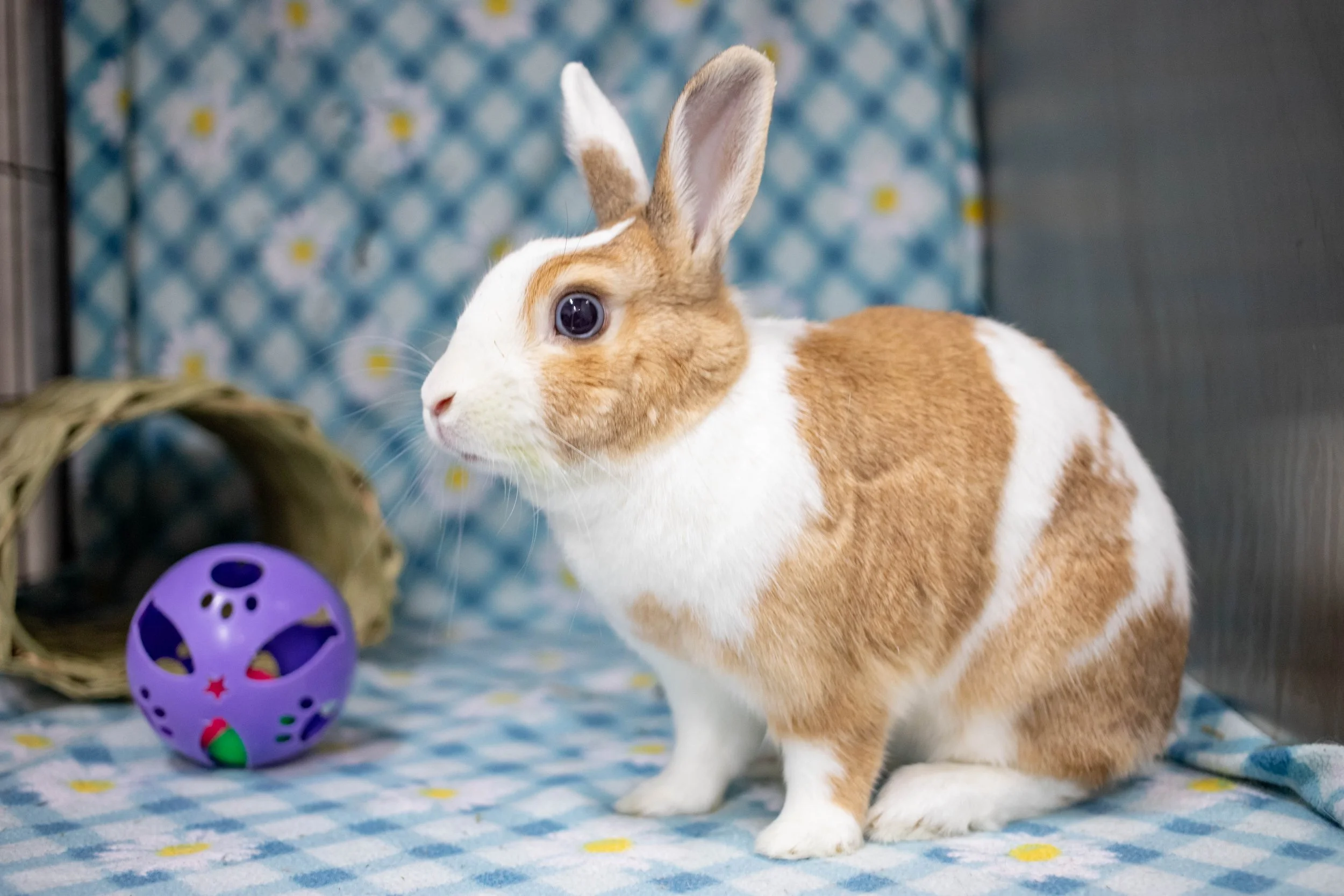 San Diego House Rabbit Society