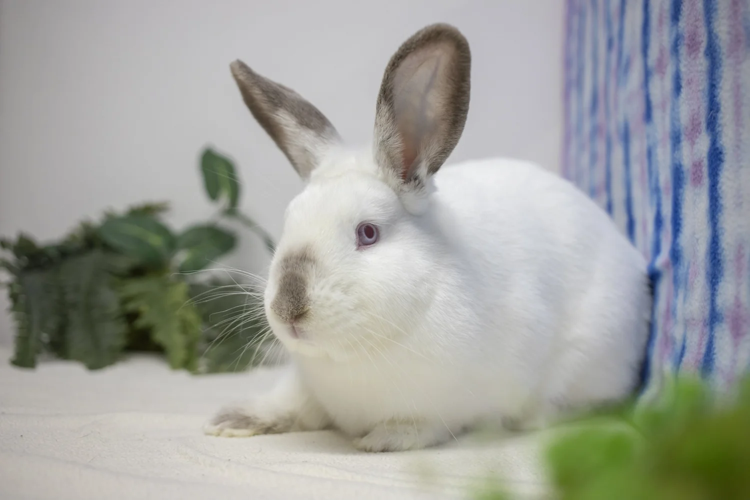 Rabbit Care Articles — San Diego House Rabbit Society