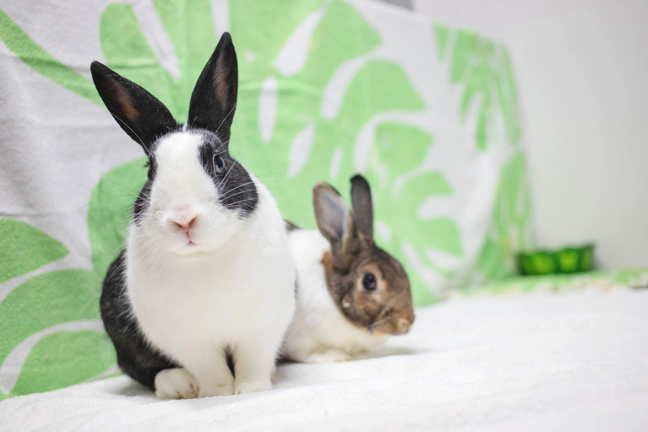 San Diego House Rabbit Society