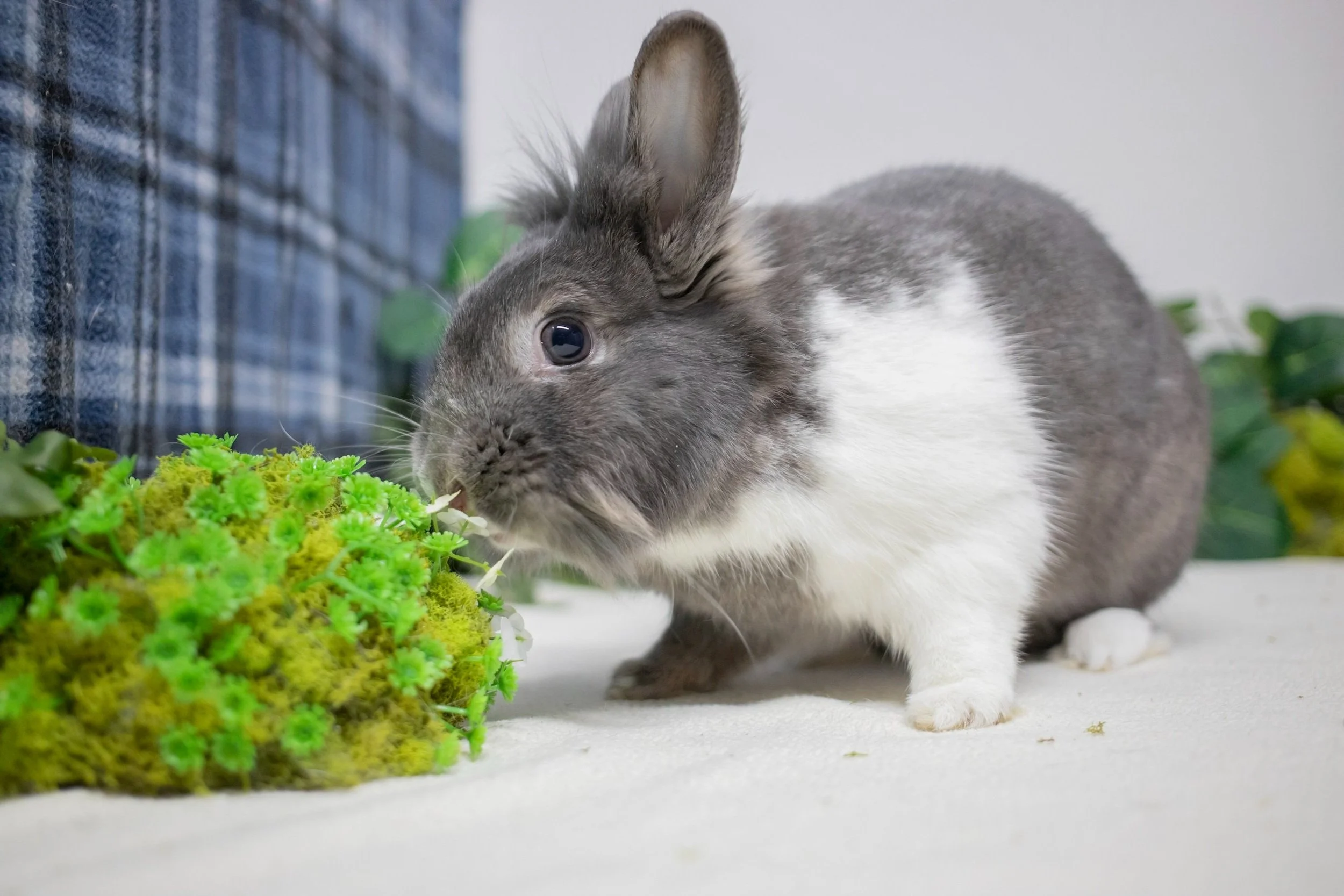 San Diego House Rabbit Society