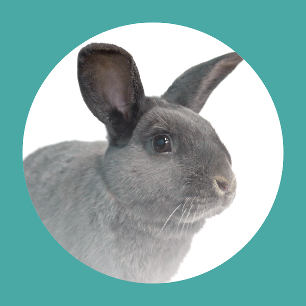 San Diego House Rabbit Society