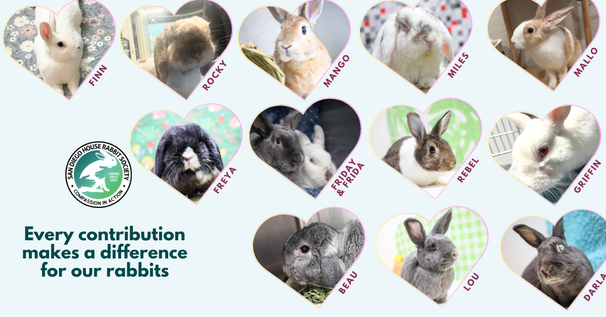 Medical Needs Rabbits — San Diego House Rabbit Society